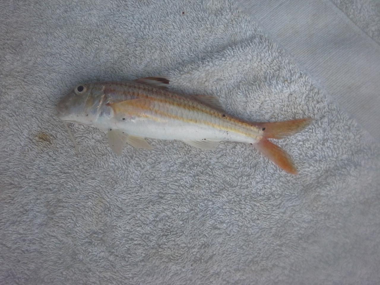 Striped Red Mullet - Fish ID Pictures - Poole Bay Small Boat Angling Club