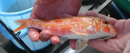 Red mullet September - Catch Reports Pictures - Poole Bay Small Boat ...